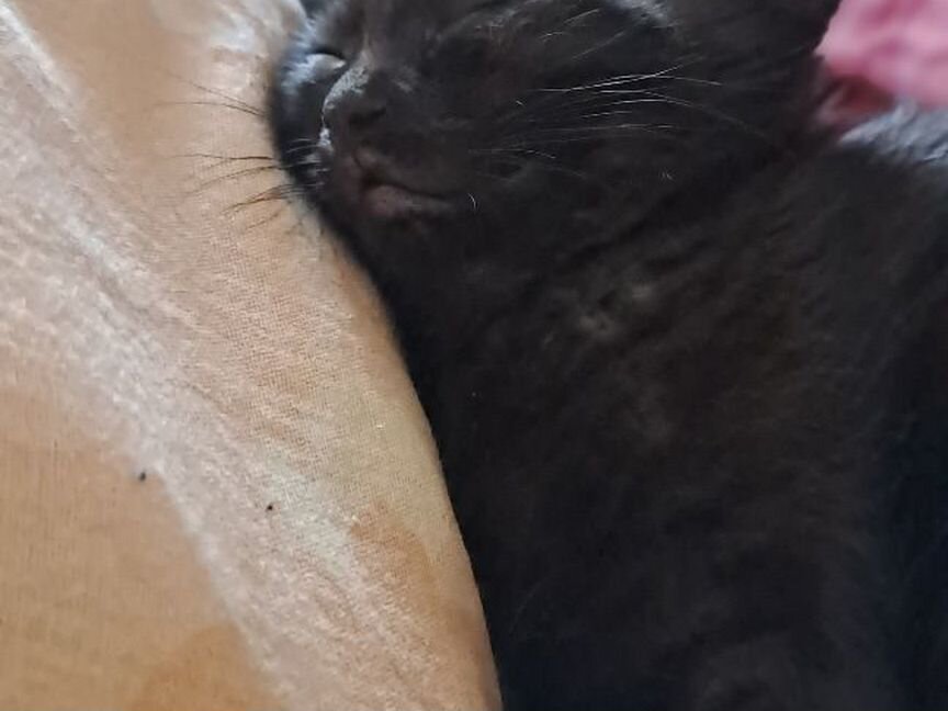 Котёнок девочка
