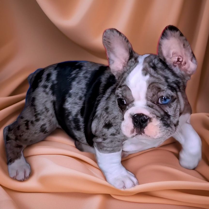 Французский бульдог шикарная принцесса