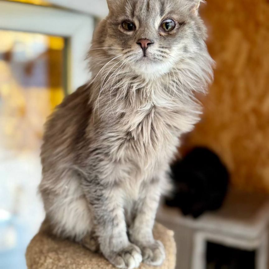 Взрослый кот в добрые руки