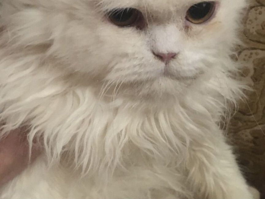 Кот