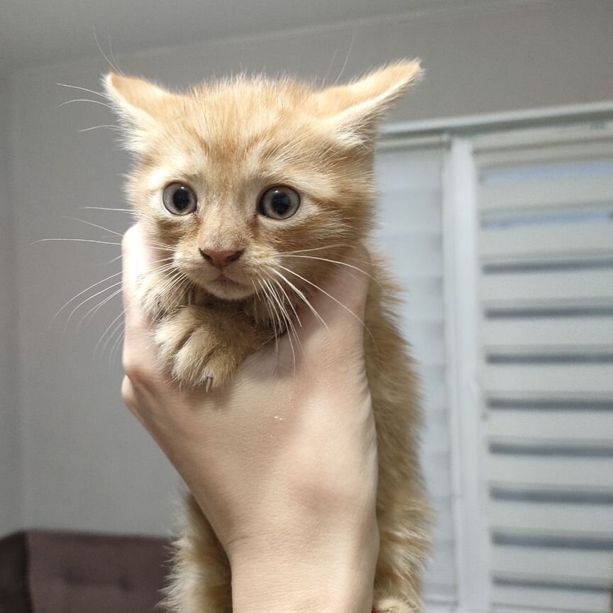 Гарфилд ищет хозяина