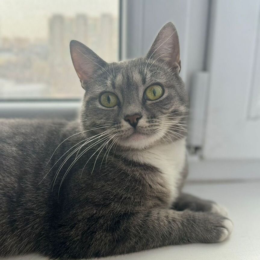 Кошечка Плюша ищет свой дом