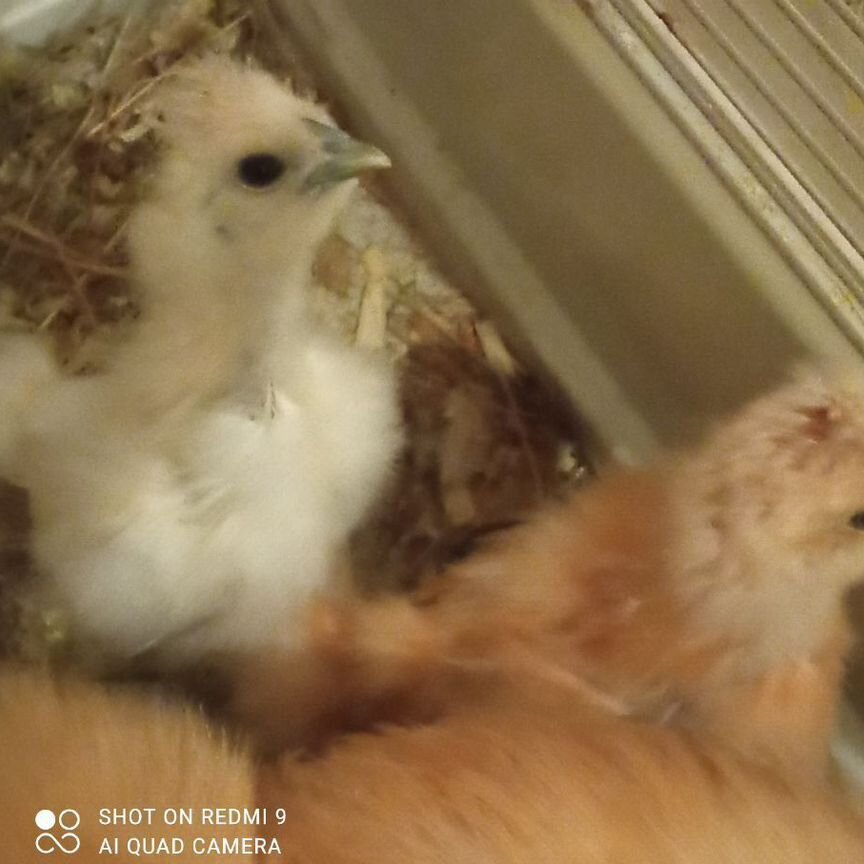 Цыплята китайские шелковые