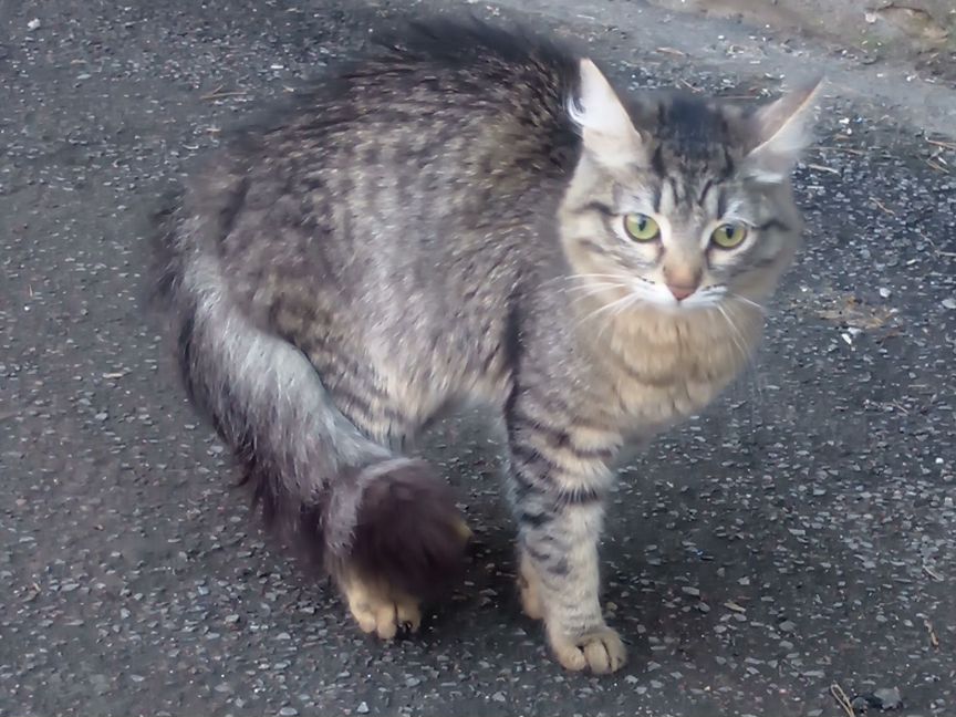 Котенок белочка