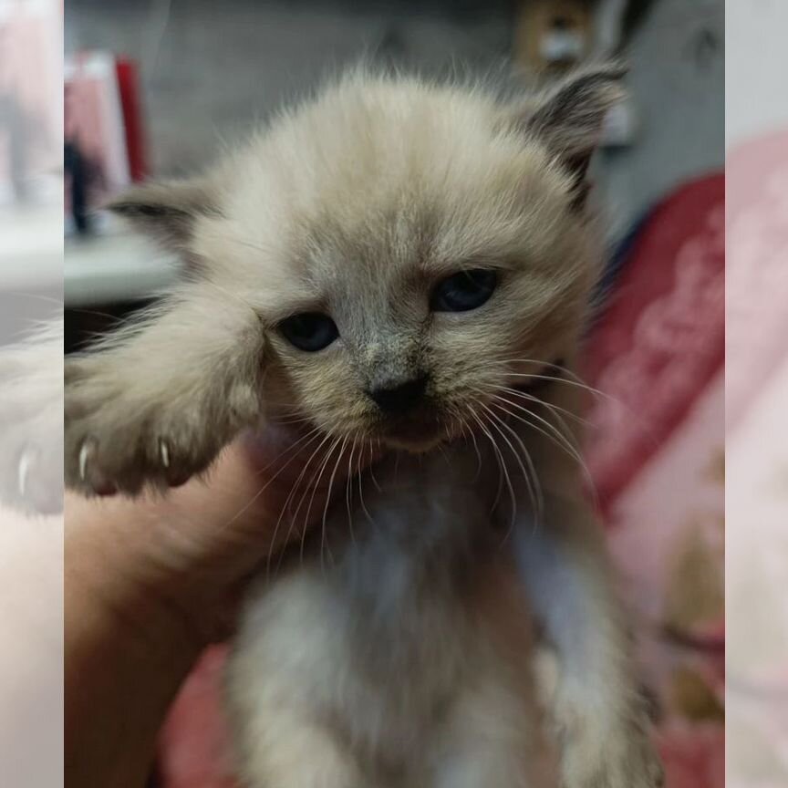 Сиамский котёнок