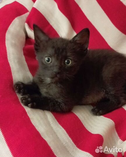 Котёнок Матвейка в добрые руки