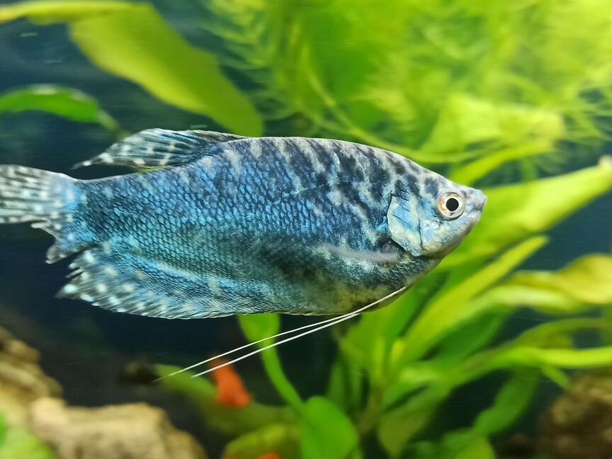 Гурами мраморный