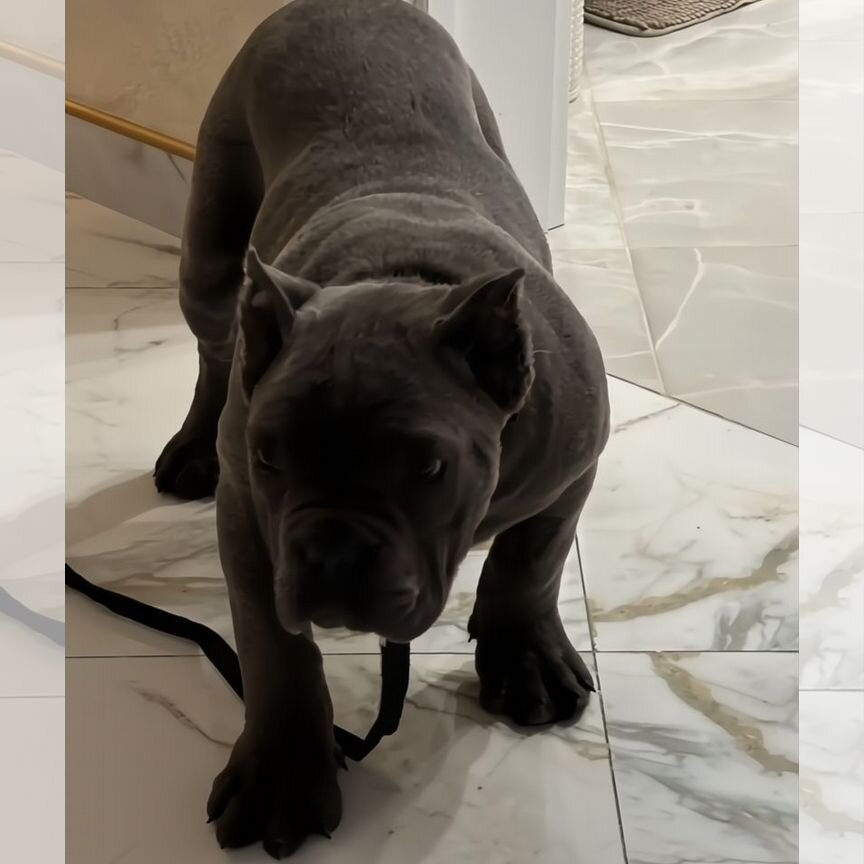 Кане-корсо, щенок