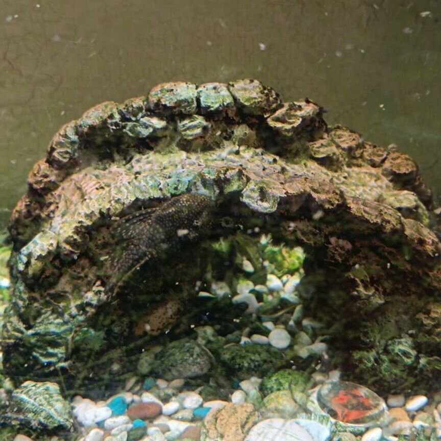 Рыбки сомики