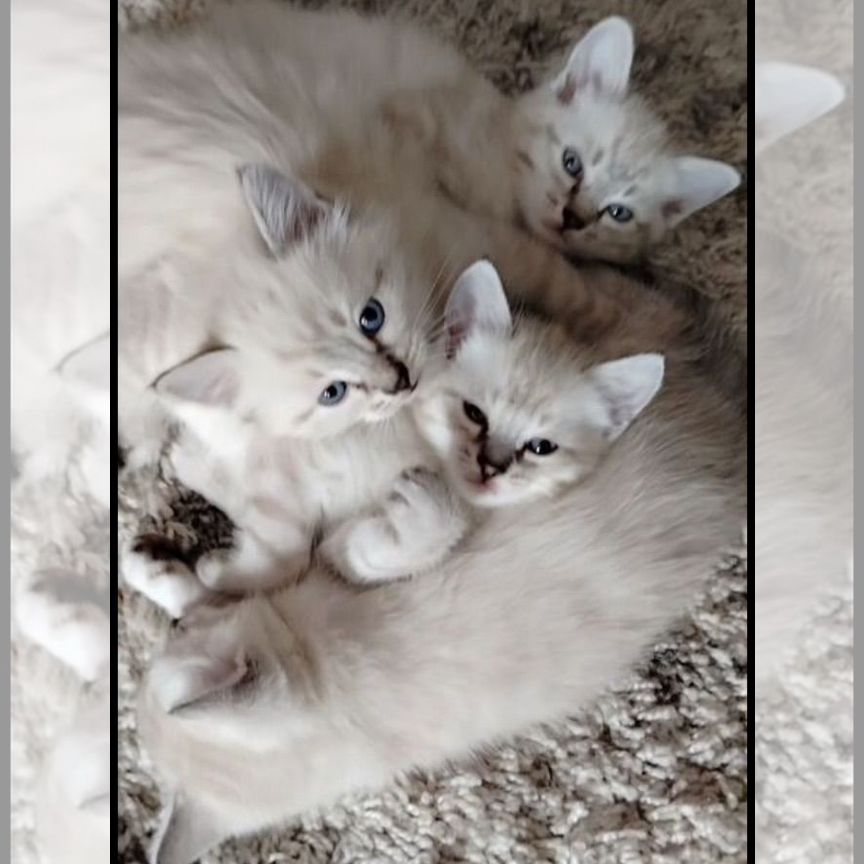 Котёнок мальчик тайский