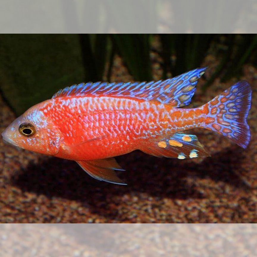 Аулонокара ред