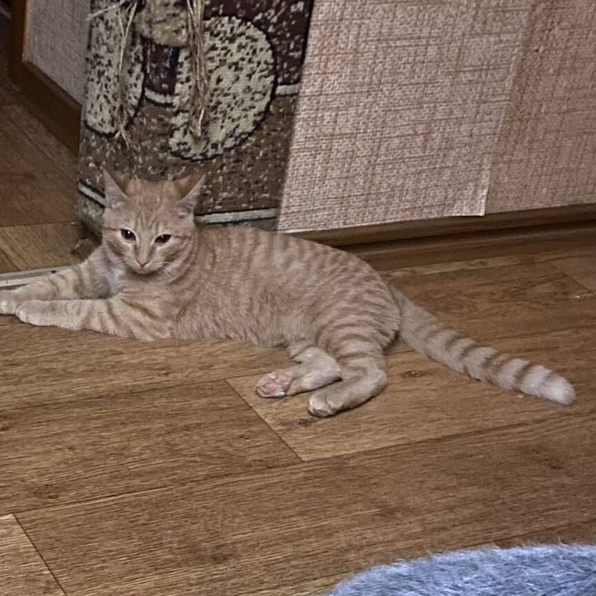 Котёнок мальчик 5 мес кастрирован
