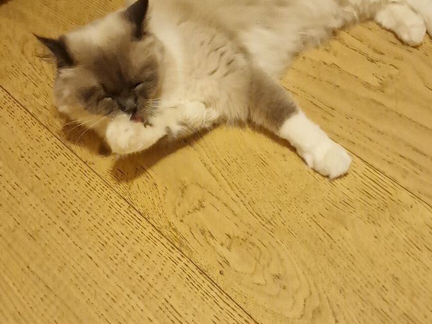 Кошка рэгдолл