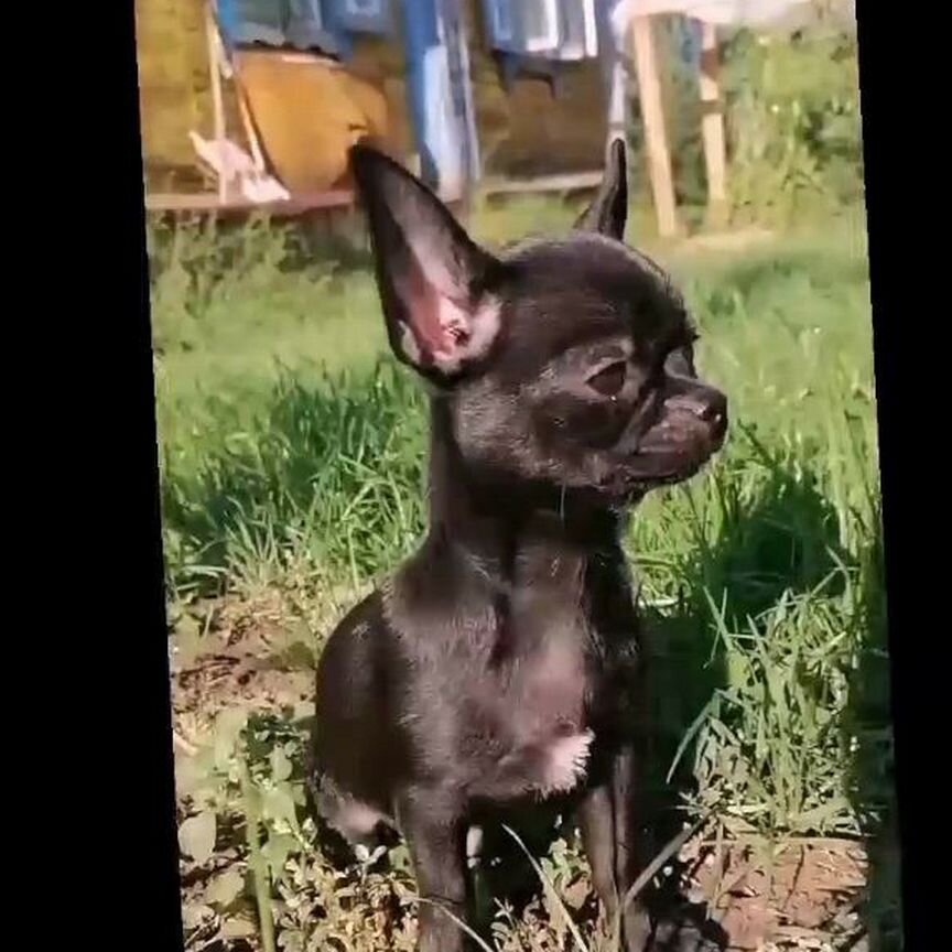 Шоколадный щенок чихуахуа