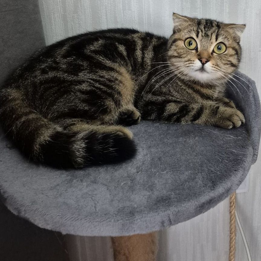 Шотландская вислоухая длинношёрстная, взрослая кошка