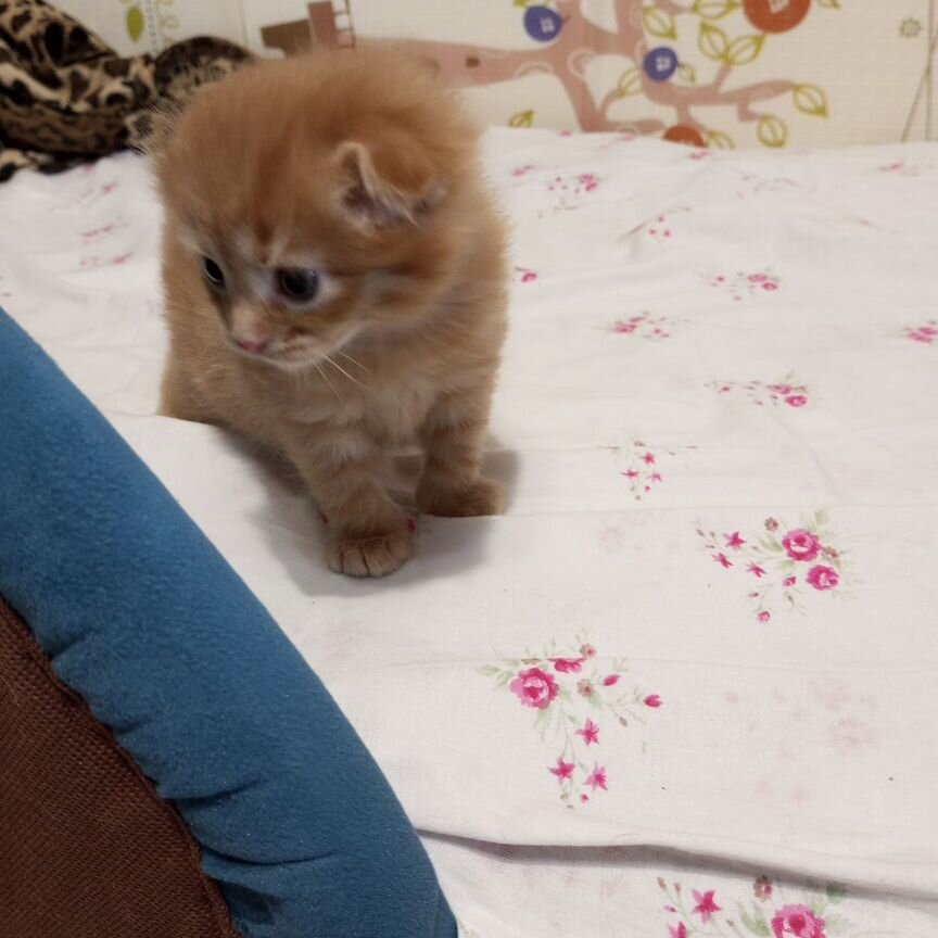Шотландские вислоухие котята