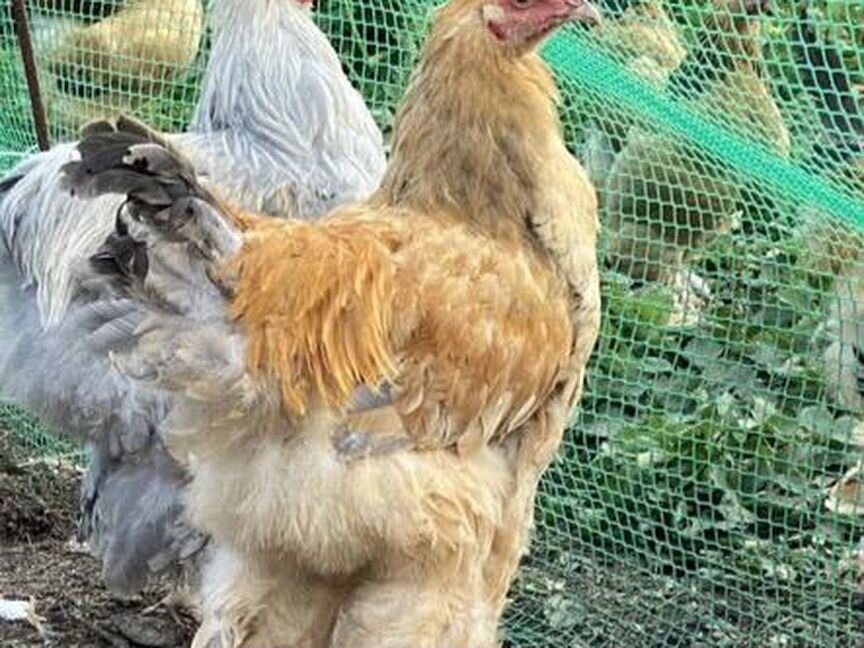 Брама