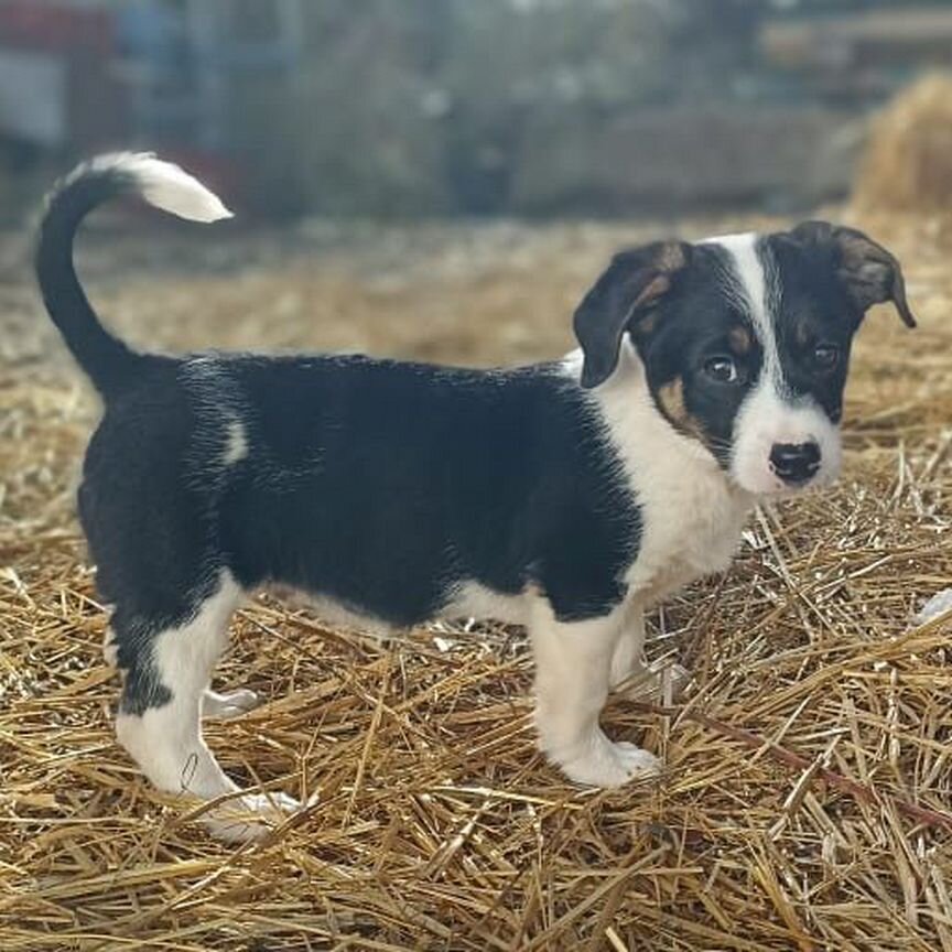 Щенок в добрые руки