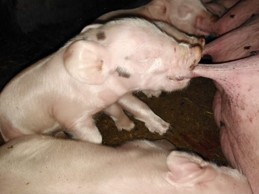 Жидкие поросята