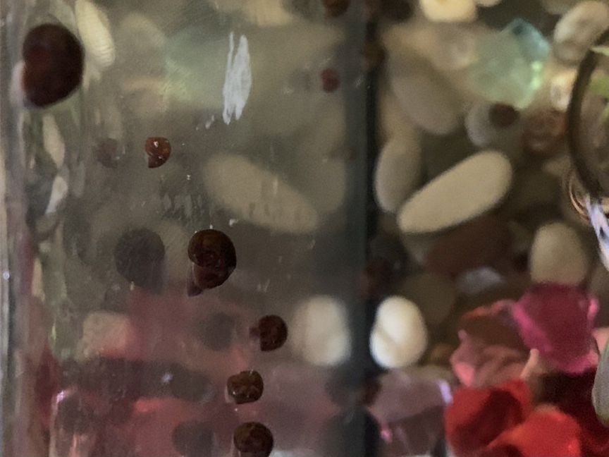 Улитки аквариумные