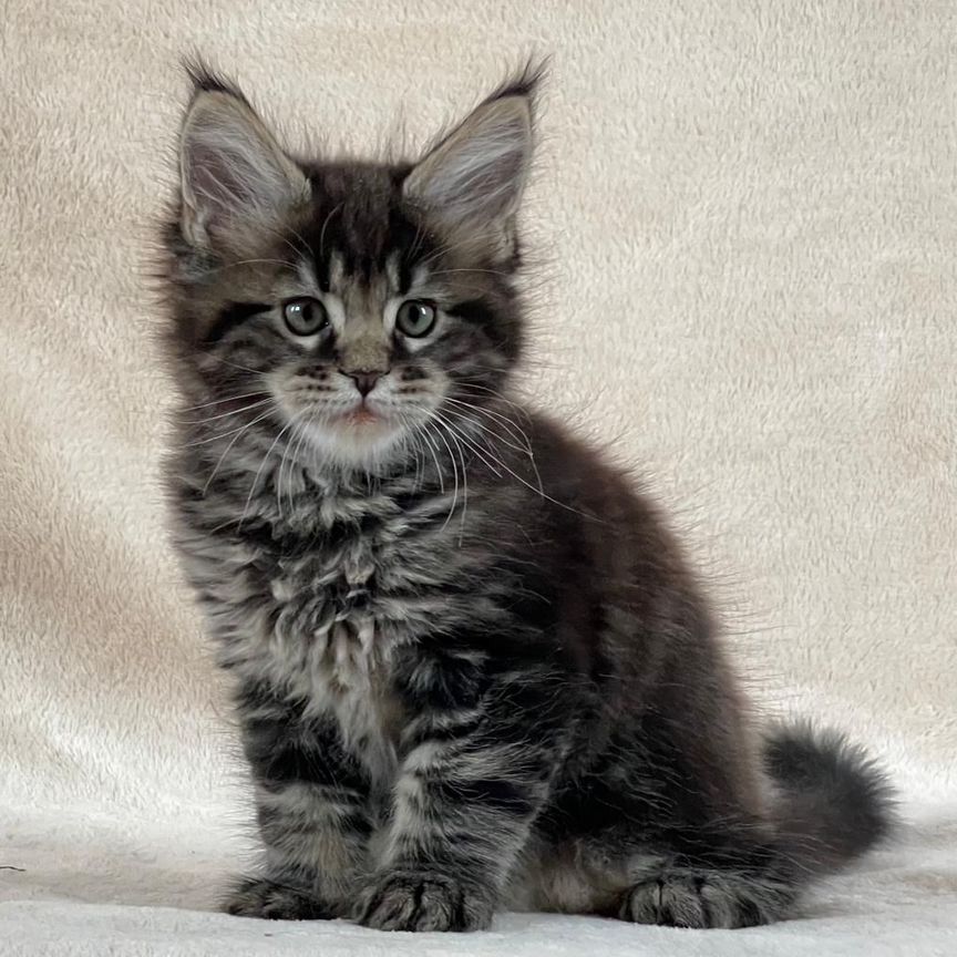 Котята мейн-кун