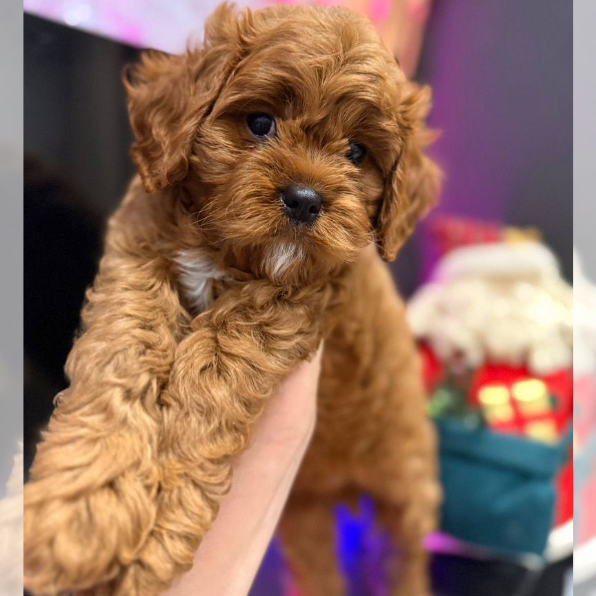 Кавапу, щенок