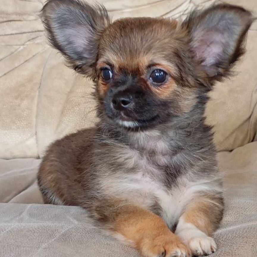 Длинношерстные чихуахуа мальчик