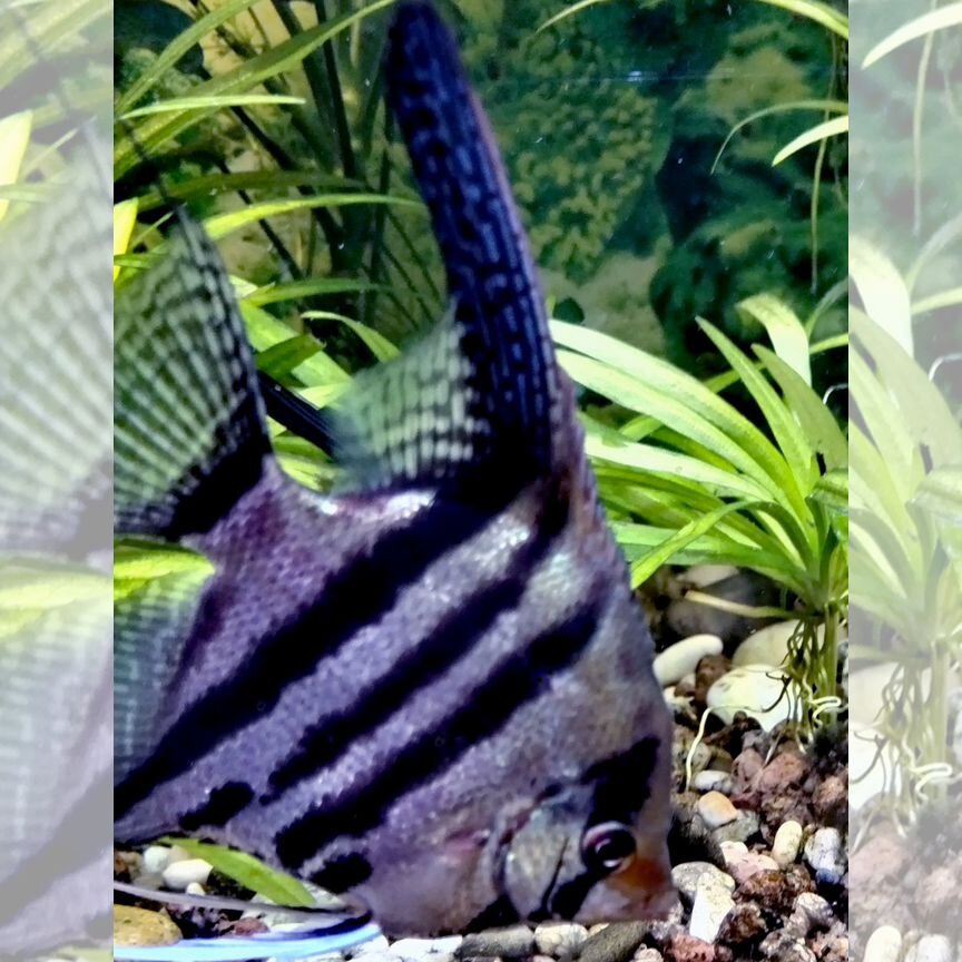 Скалярии пара