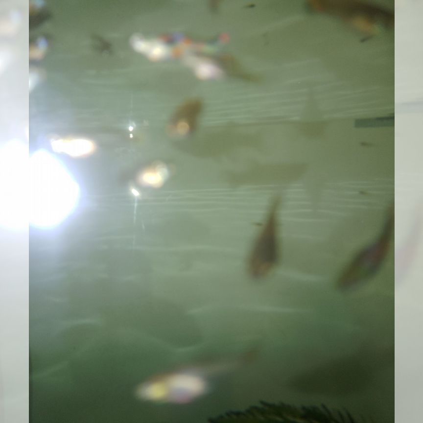 Отдан самок гуппи на корм хищным рыбам
