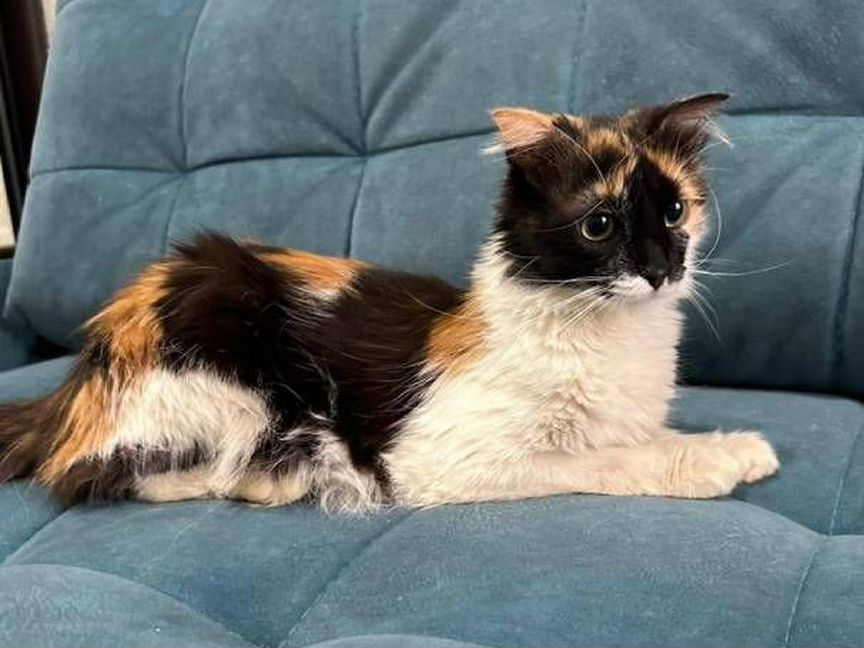 Брошенная Тиффани - трехцветная юная кошечка
