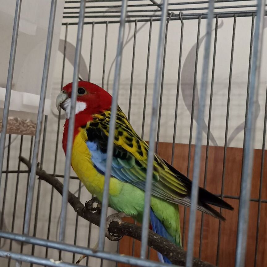 Попугай розелла