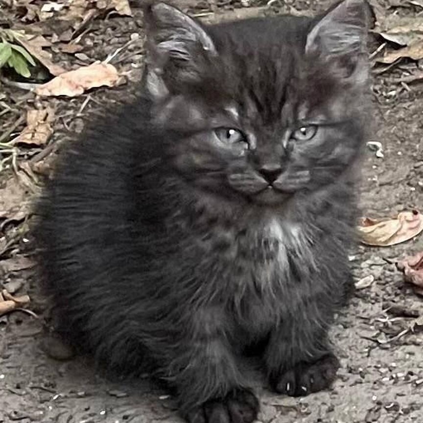 Котята в добрые руки бесплатно