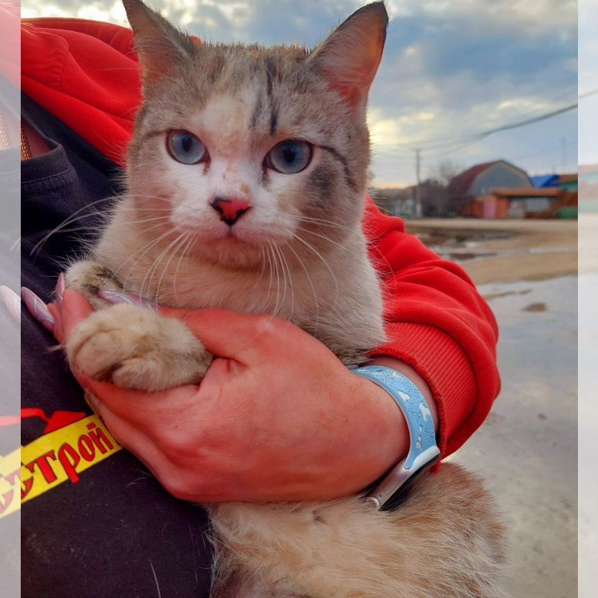 Взрослый кот в добрые руки
