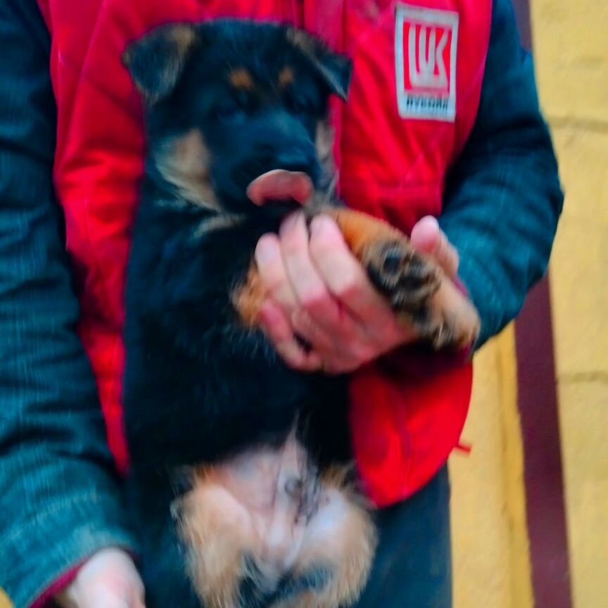 Кобель немец овчарка мальчик