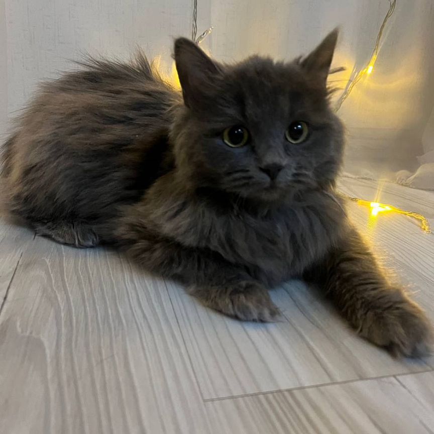 Кошка Соня 5 месяцев