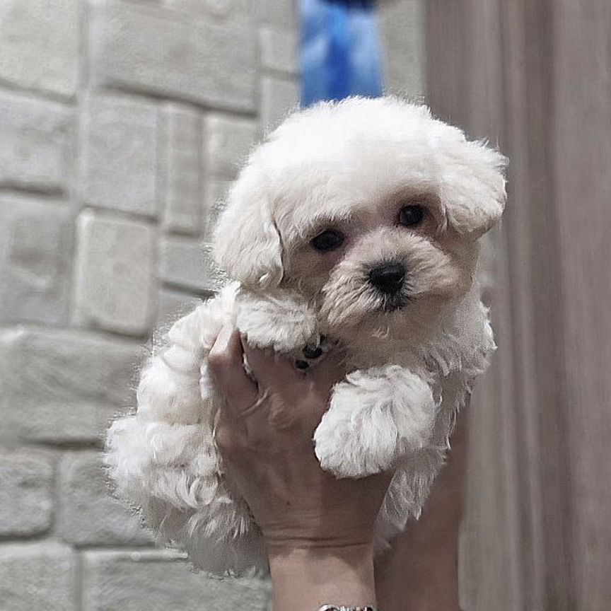 Мальтипу, щенок