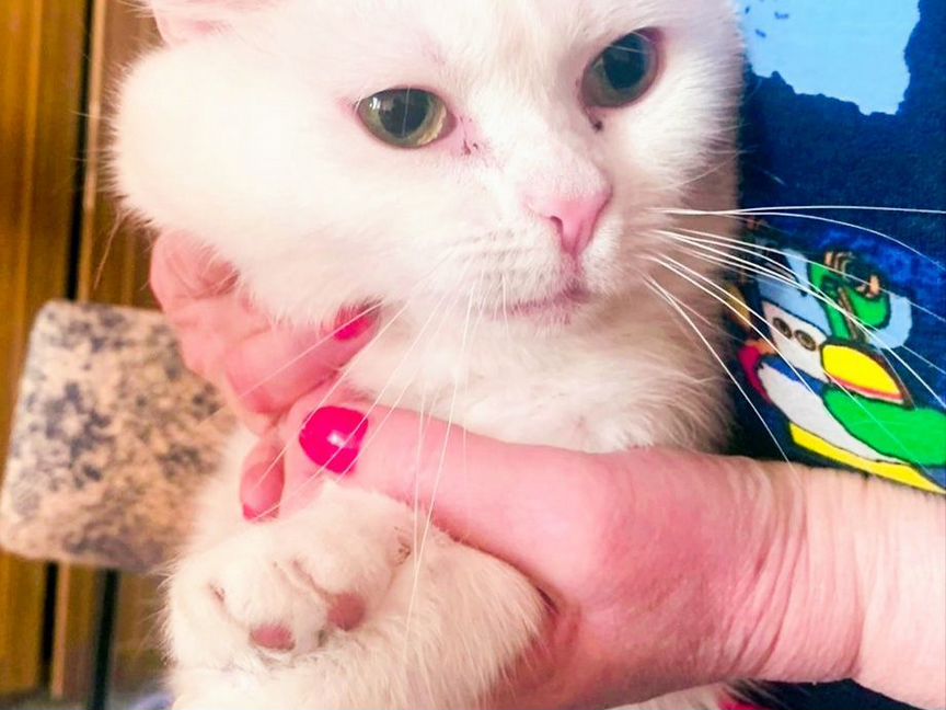 Турецкая ангора хозяин уехал кошка осталась