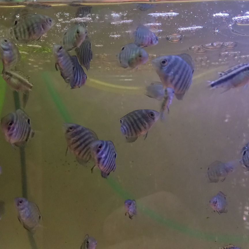 Аквариумные рыбки