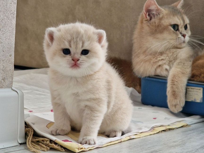 Кошечка золотая шиншилла ау11