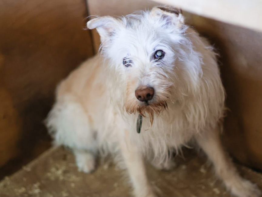 Белый пушистик грустит в приюте