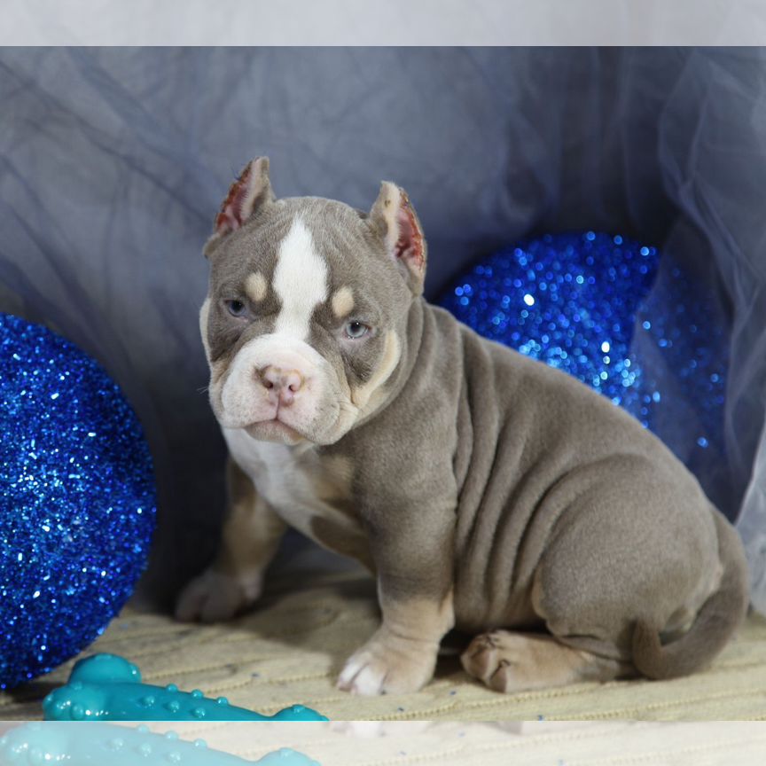 Американский булли, щенок