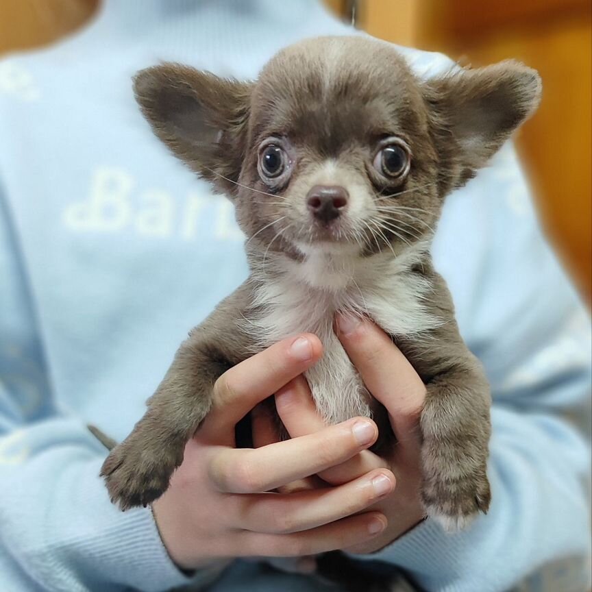 Лиловые супер чишки