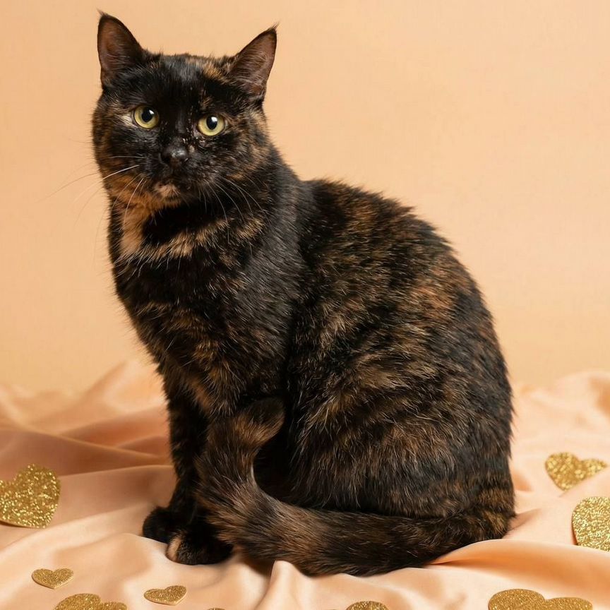 Взрослая, кошка в добрые руки