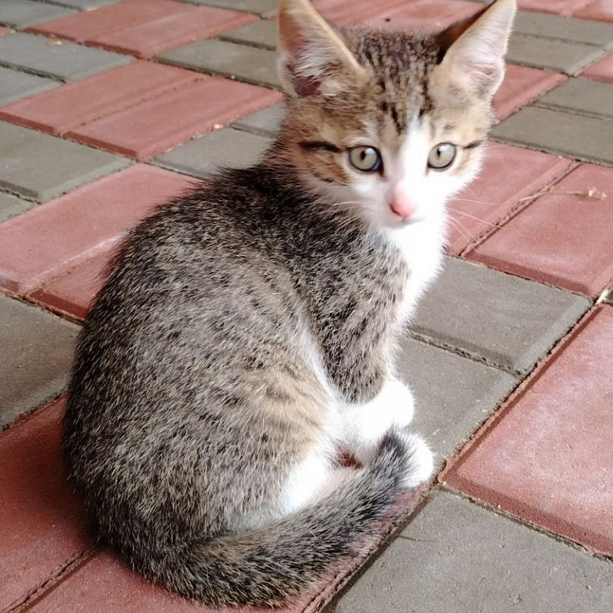 Котёнок в добрые руки