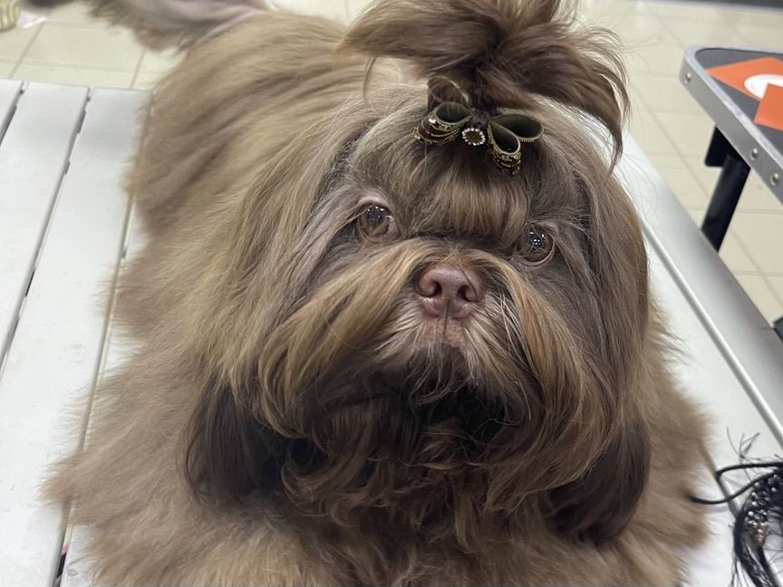 Ши-тцу Шоколадный