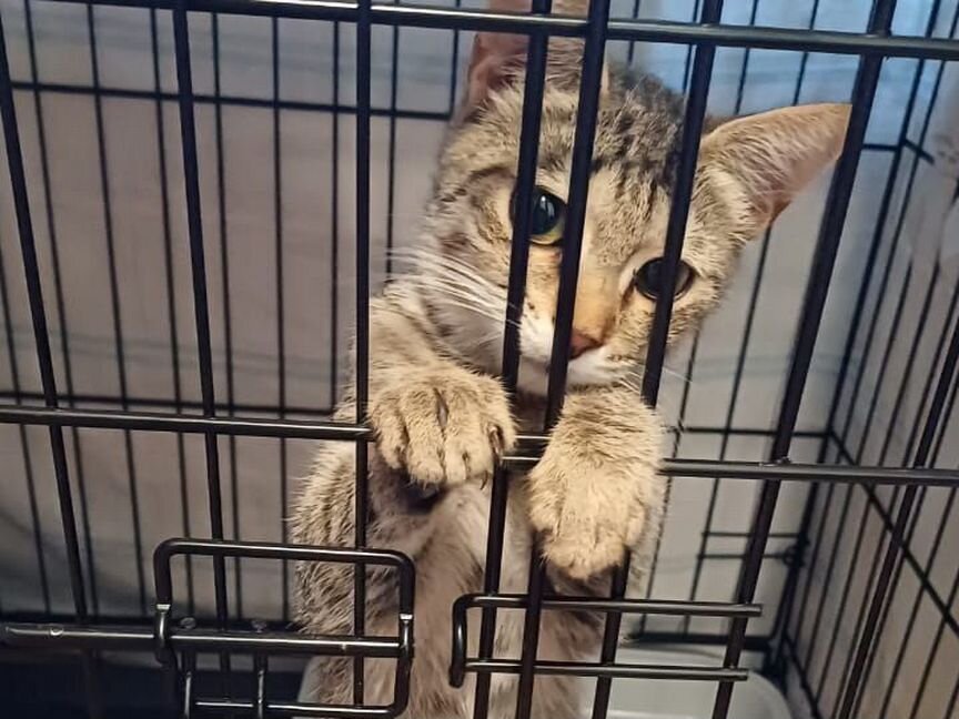 Котенок грустит в клетке уже месяц