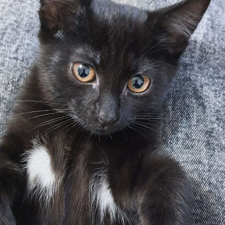 Кошечка в добрые руки