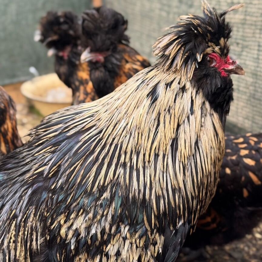 Продам яйца на инкубацию,Павловское золото
