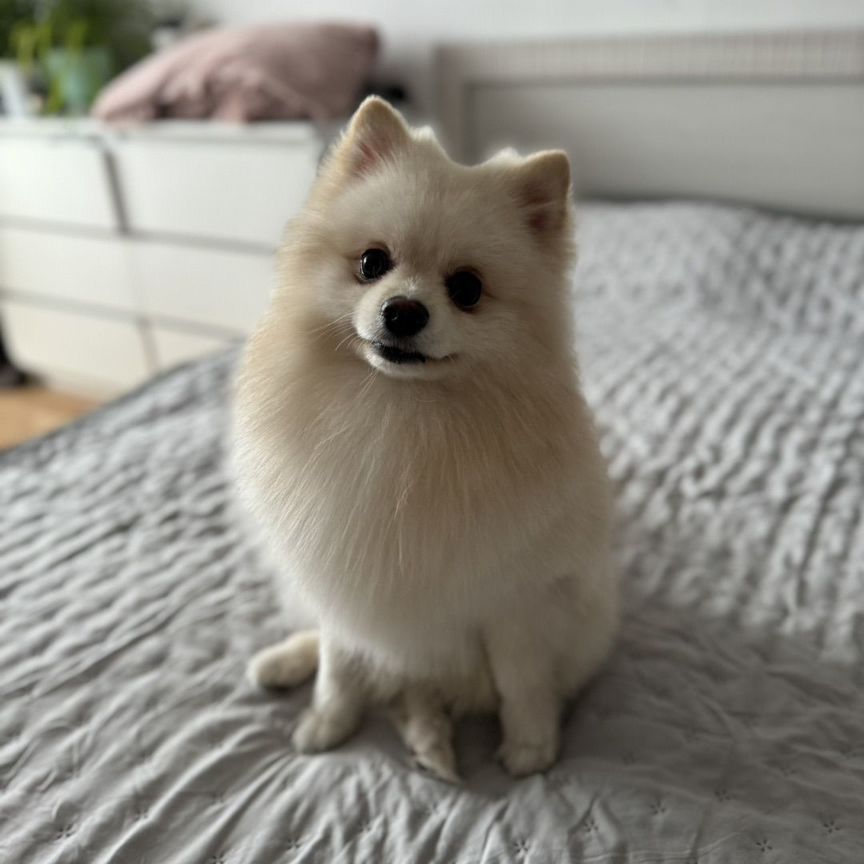 Шпиц вязка кобель