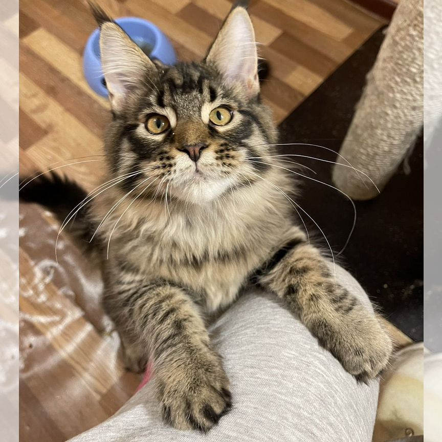 Мейн-кун котёнок